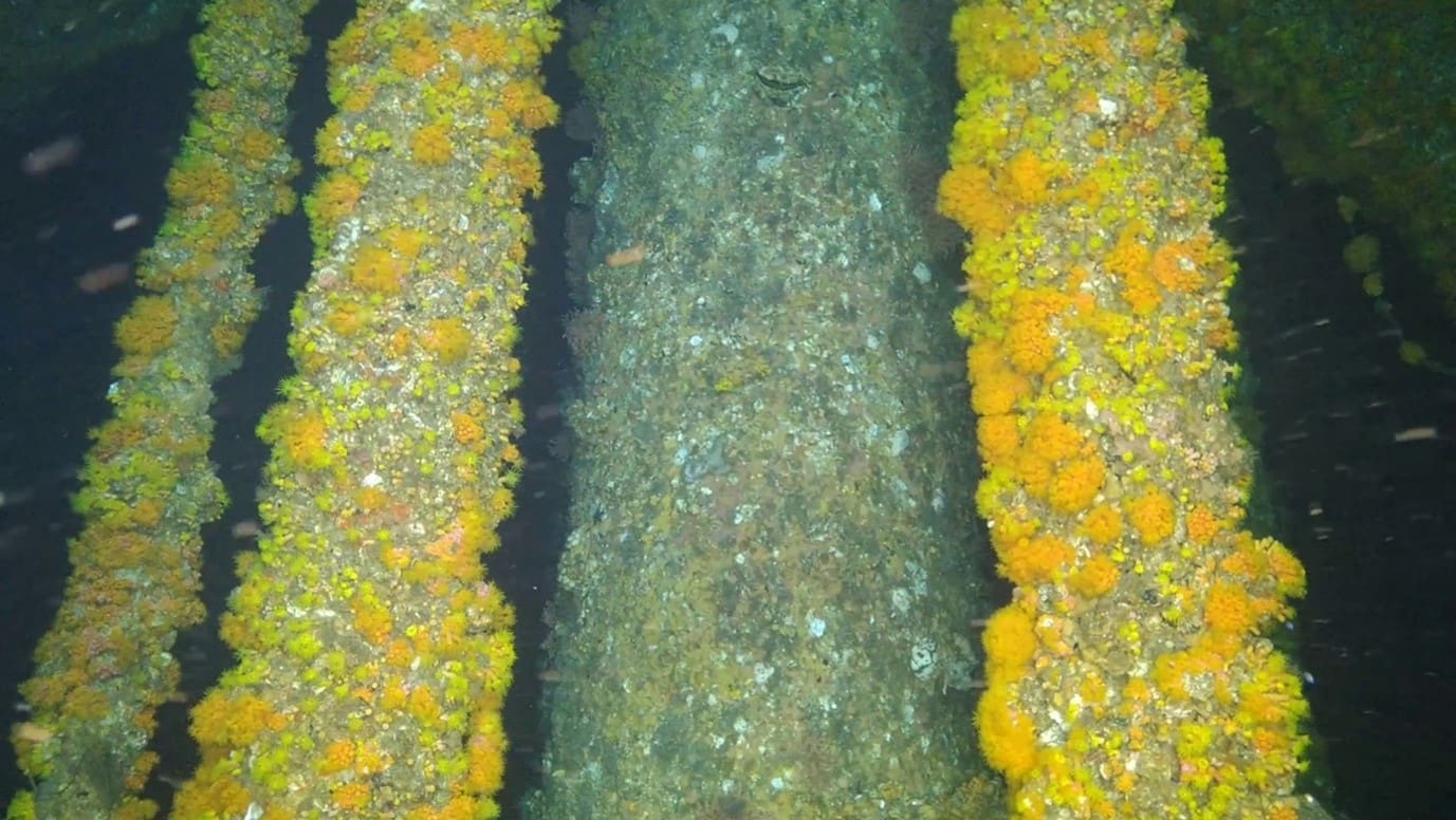 Marine growth management and cleaning - Ashtead Technology